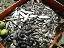Presyo ng bangus, tilapia nagmahal | Bandera