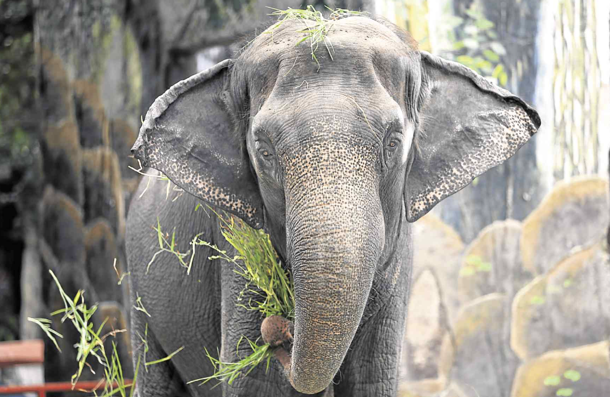 Maynila balak i-preserve ang mga buto ni Mali