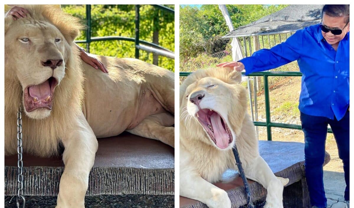 Chavit tsinugi ang caretaker na nanampal kay King sa Baluarte Zoo