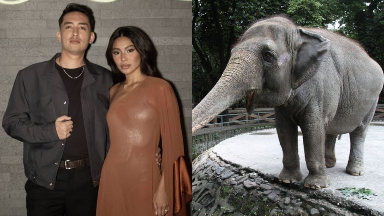 Nadine sa pag-display ng namatay na elepante: Shame on you!