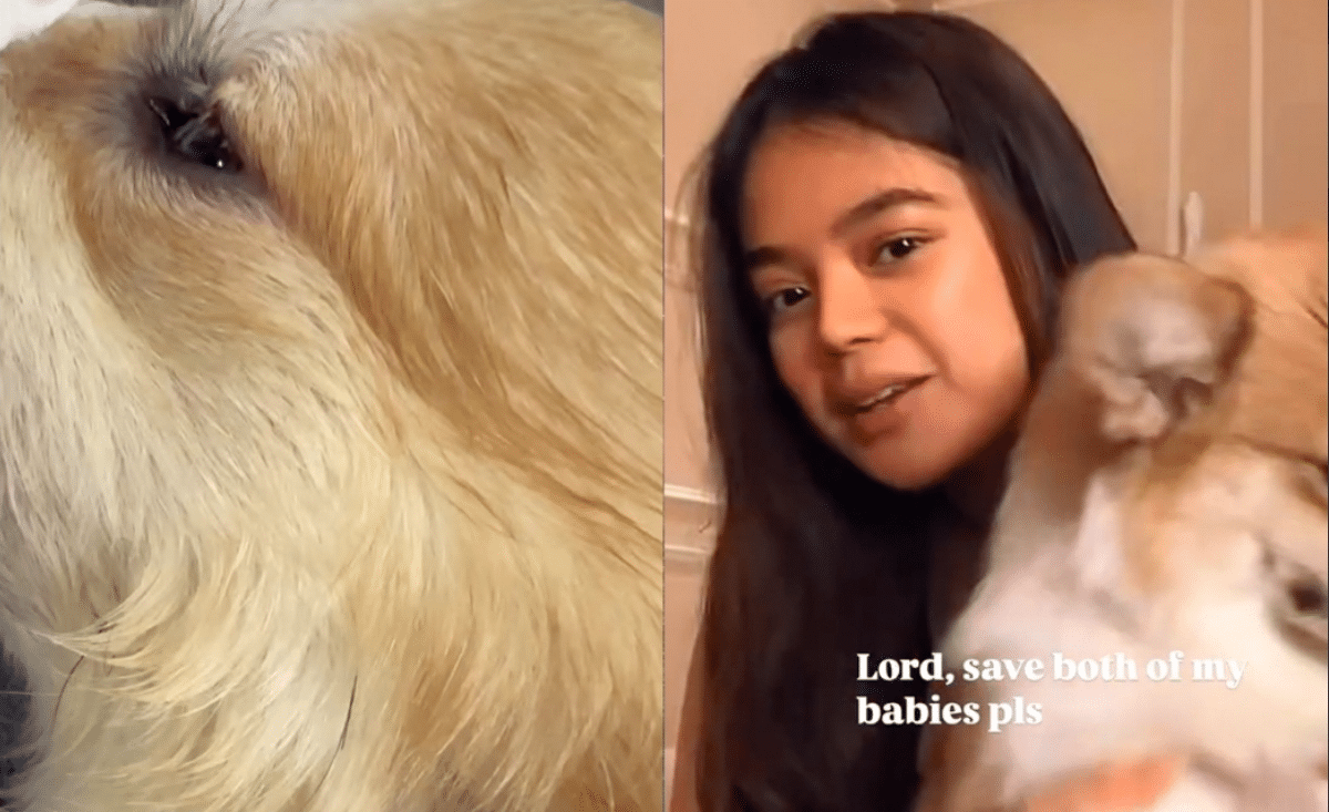 Ina ni Bianca de Vera durog ang puso sa lagay ng alagang aso