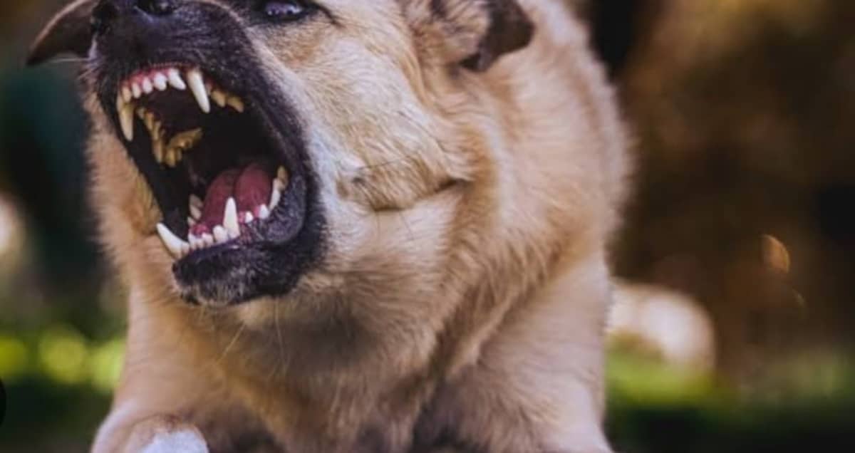 9-anyos patay sa rabies; asong kumagat kinatay, kinain