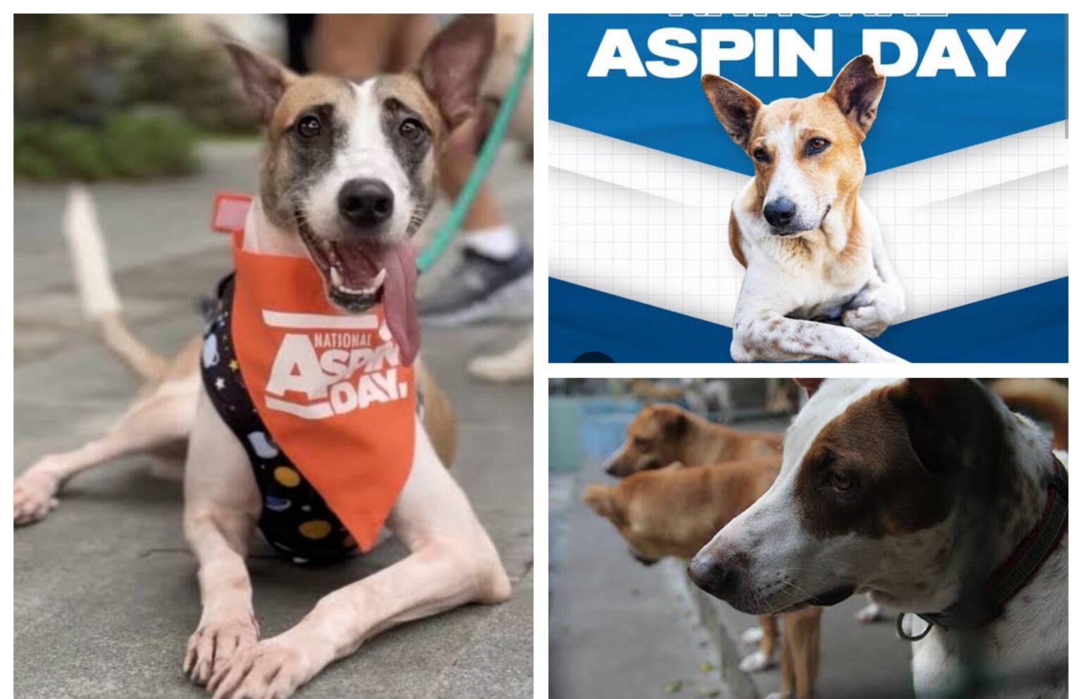 Aspin Day 2025: Mga hayop bilang bahagi ng pamilyang Pinoy