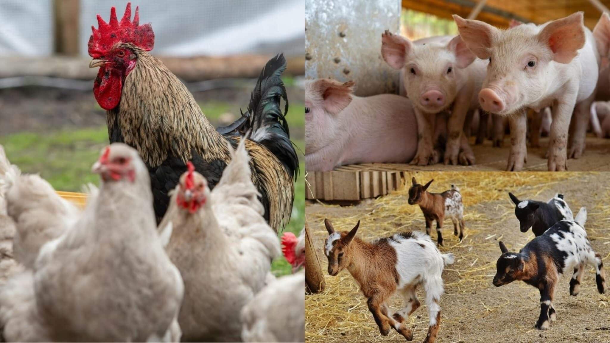 Animal Empathy PH wish isama mga hayop sa disaster plans